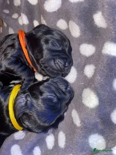 Cockapoo X Cavapoo for sale in Widnes | Pets4Homes
