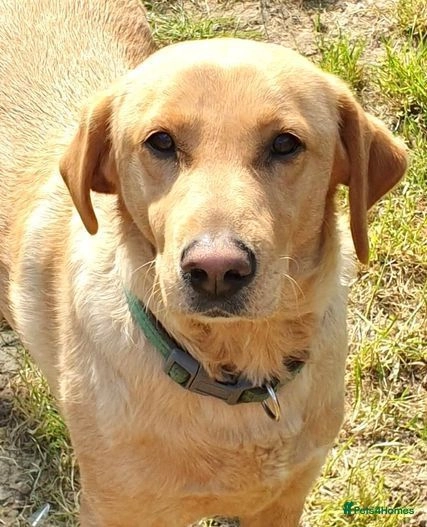 FOREVER HOME WANTED for sale in Horley | Pets4Homes