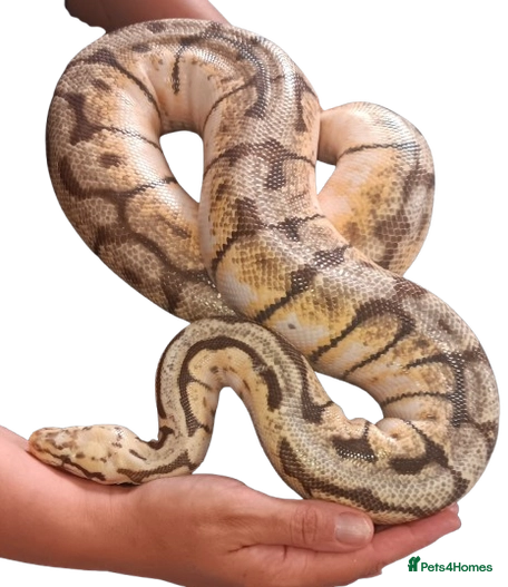 Beautiful Ball Python (Spider Gene) for sale in Southend-on-Sea ...