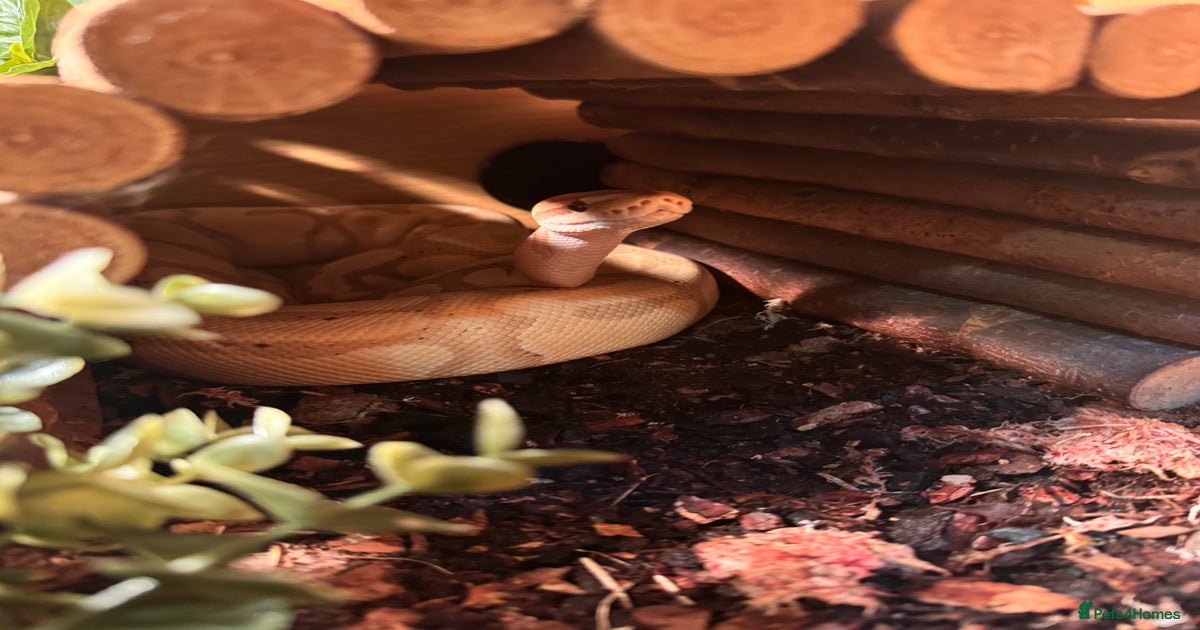Royal/Ball python for sale in Birmingham | Pets4Homes