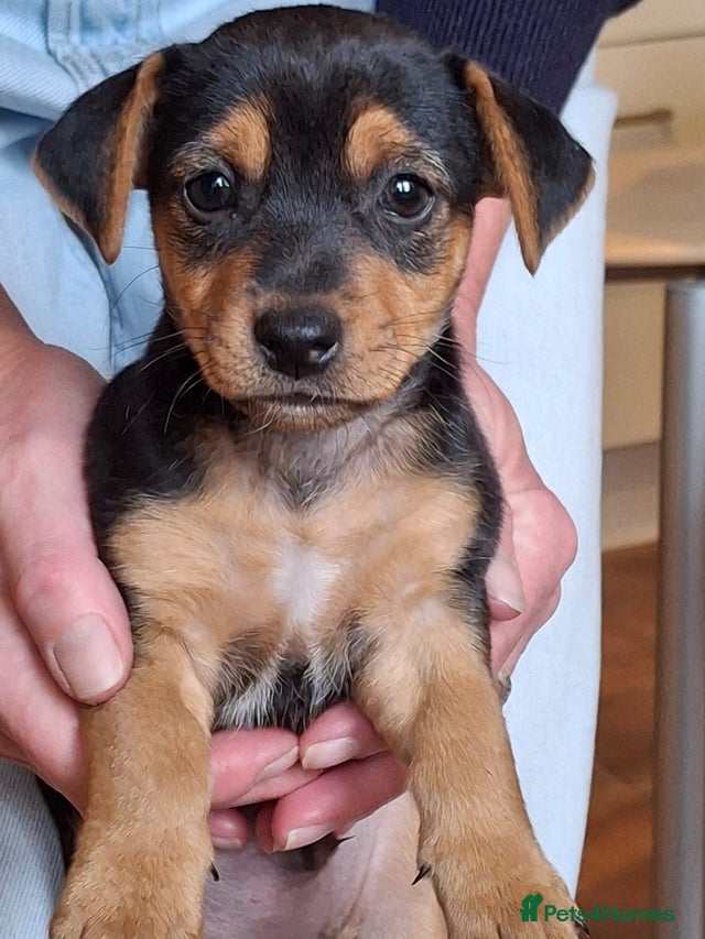 **rare miniature JRT only 1 available** for sale in Harrogate | Pets4Homes