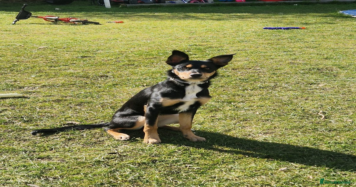 Collie x Huntaway for sale in Brackley | Pets4Homes