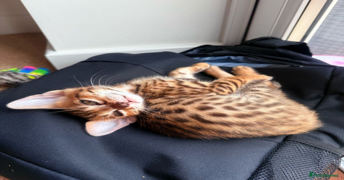 F3 Savannah Female Kittens TICA registered for sale in Blackpool ...