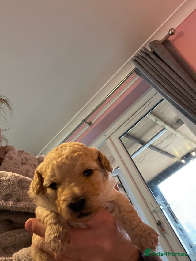 Stunning toy poodle puppies for sale in London | Pets4Homes