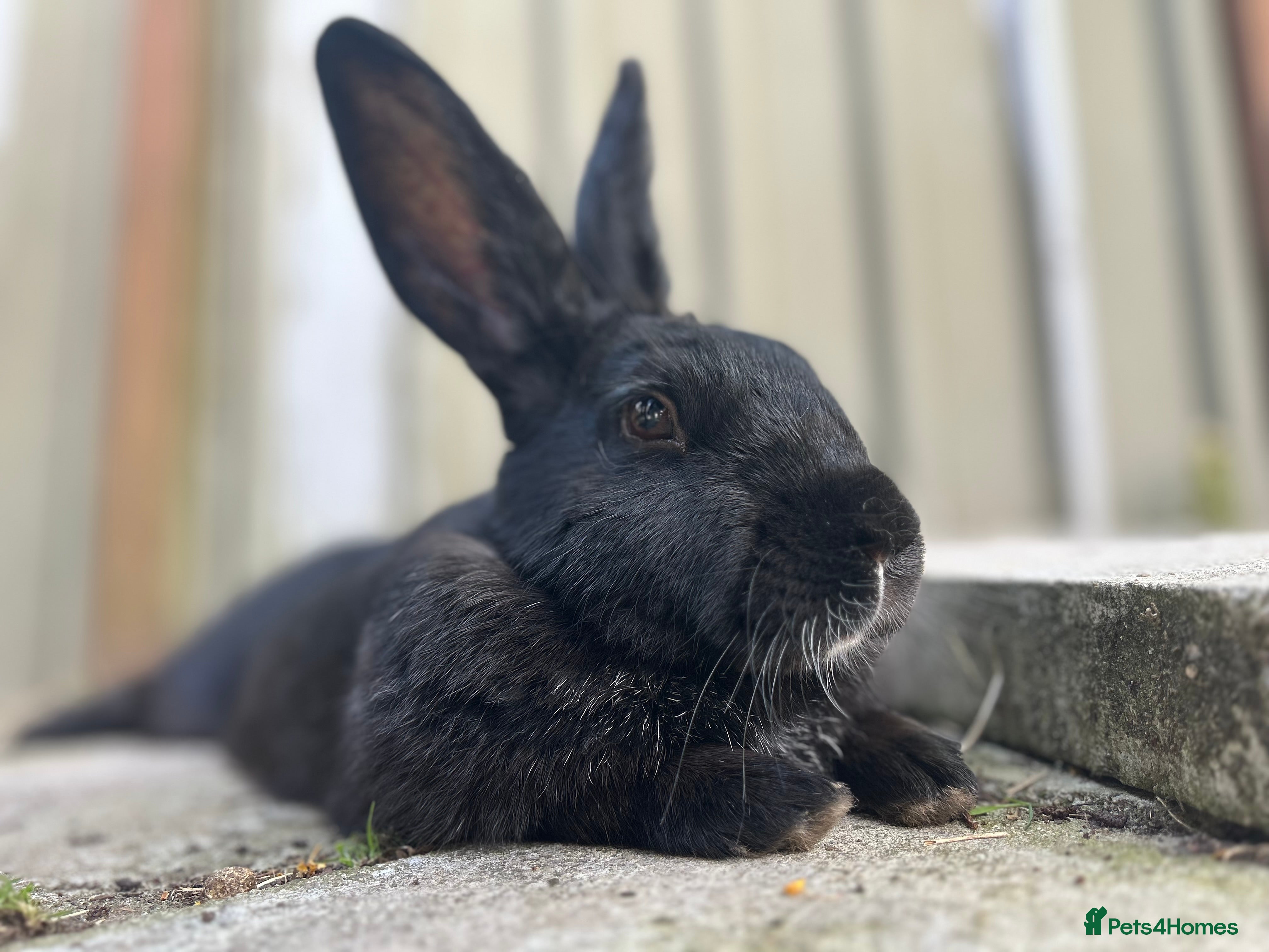 Neutered Female mixed rabbit for sale in Ellesmere Port | Pets4Homes