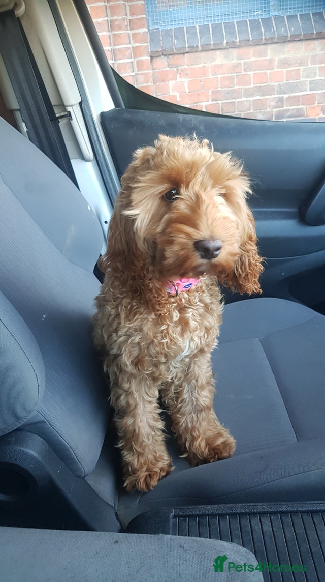 Beautiful red toy cockapoos for sale in Doncaster | Pets4Homes