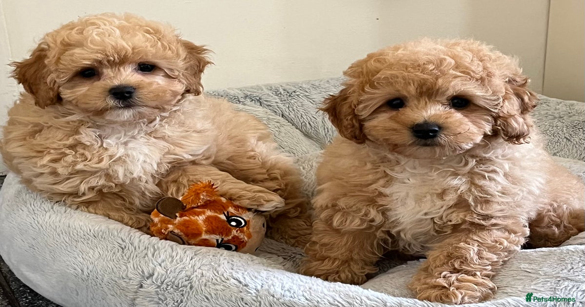 Beautiful Cavapoochon puppies for sale in Kidwelly | Pets4Homes