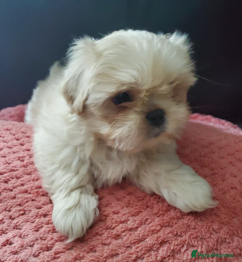 Shih tzu cross cross Pug for sale in Wallasey | Pets4Homes