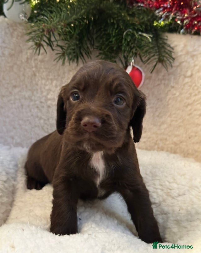 KC Health Tested Cocker Spaniels for sale in King's Lynn | Pets4Homes