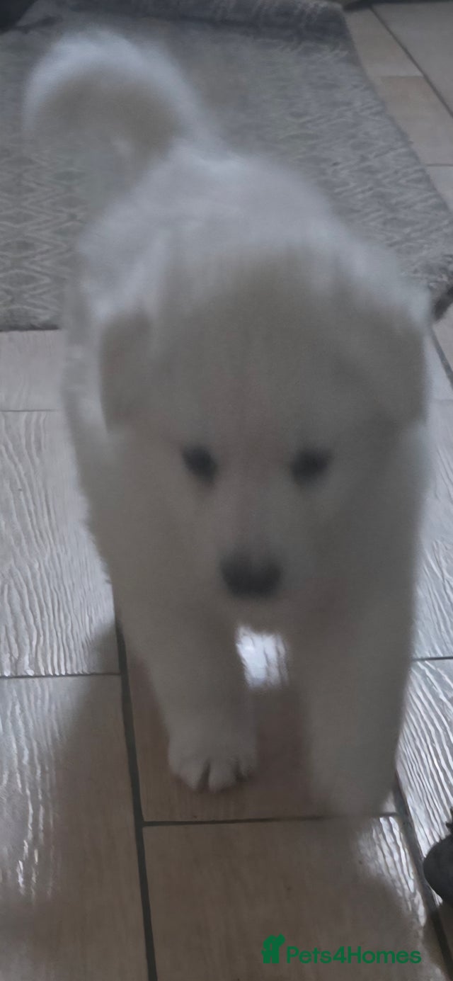 Husky pups for sale in Thornton Heath | Pets4Homes