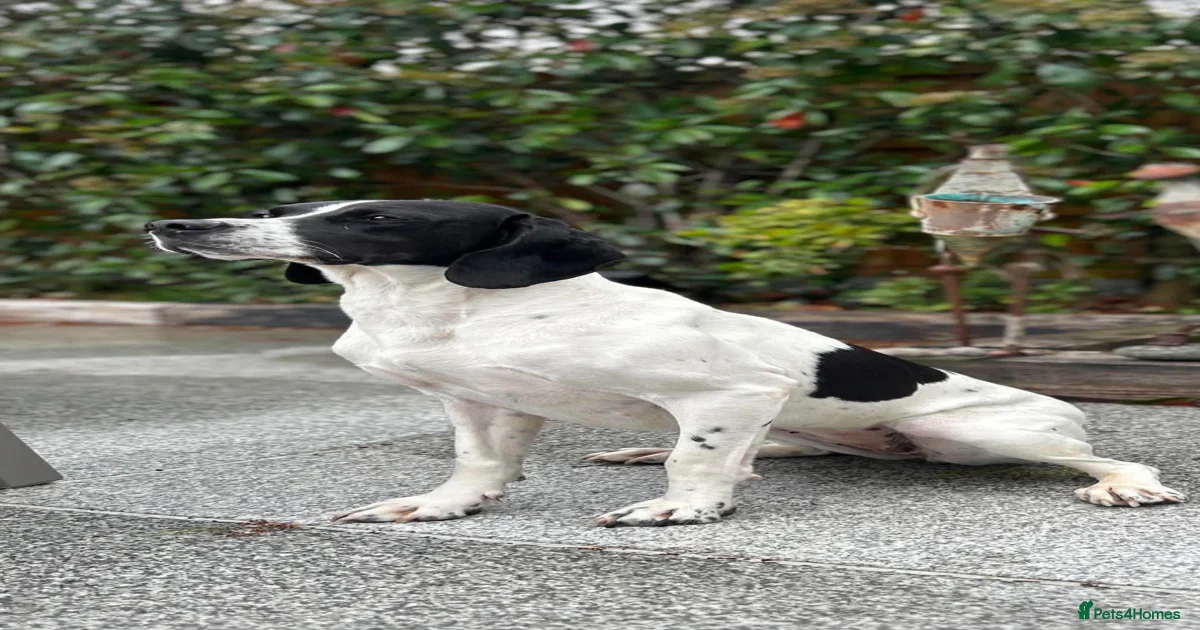 Rescue Dogs for adoption | Pets4Homes
