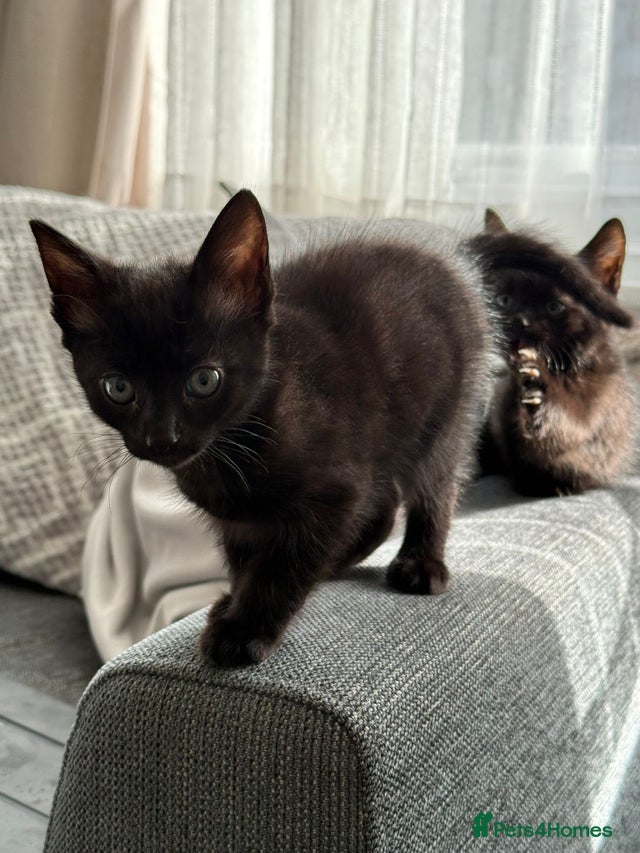 3 beautiful kittens for sale in London | Pets4Homes