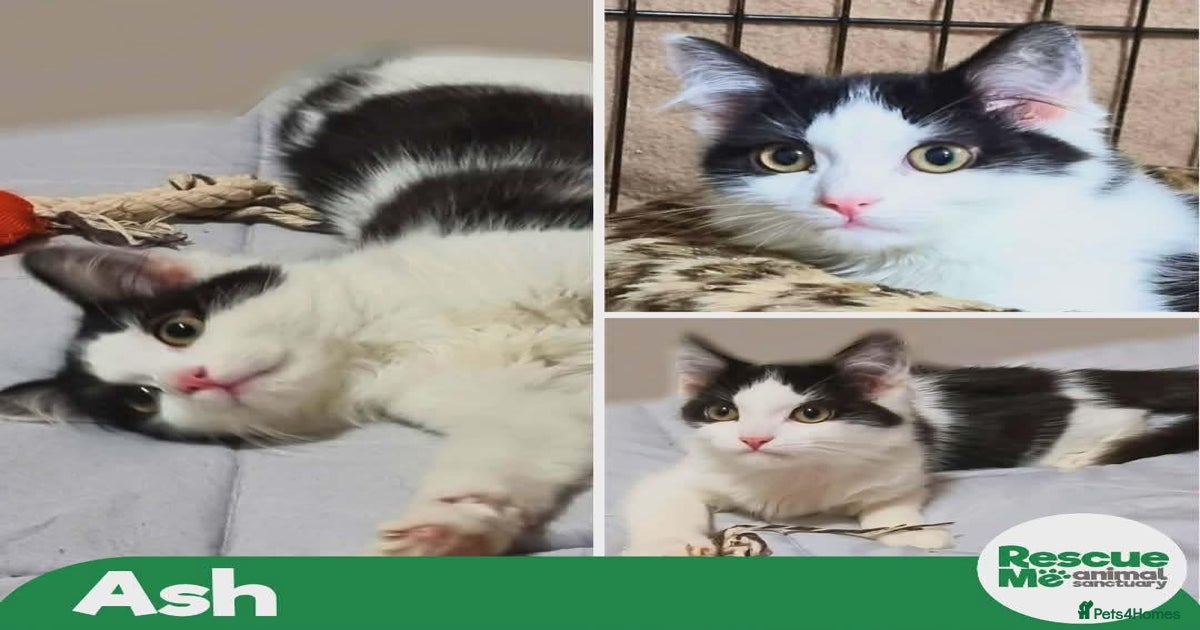 Ash - sweet shy kitten for adoption in Liverpool | Pets4Homes