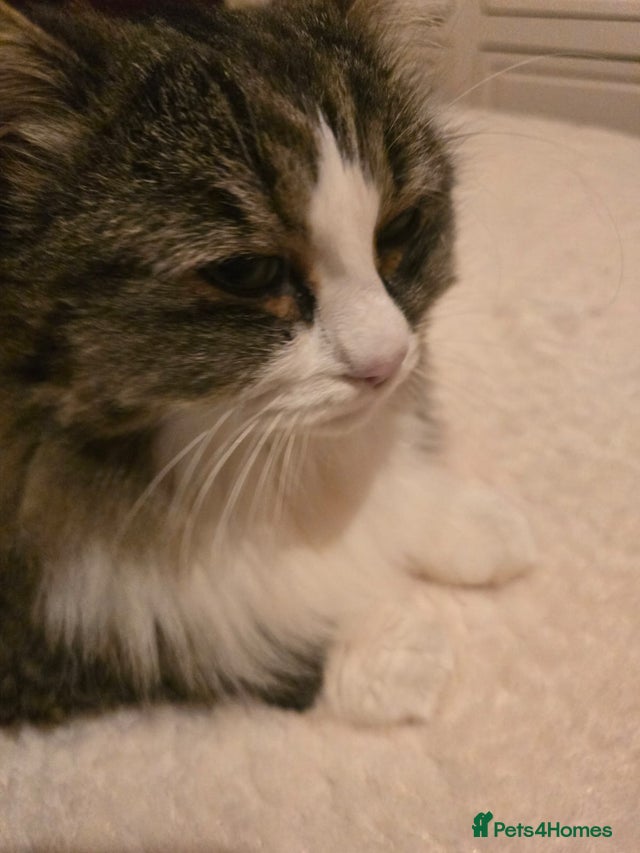 New home for a loving boy for adoption in Feltham | Pets4Homes