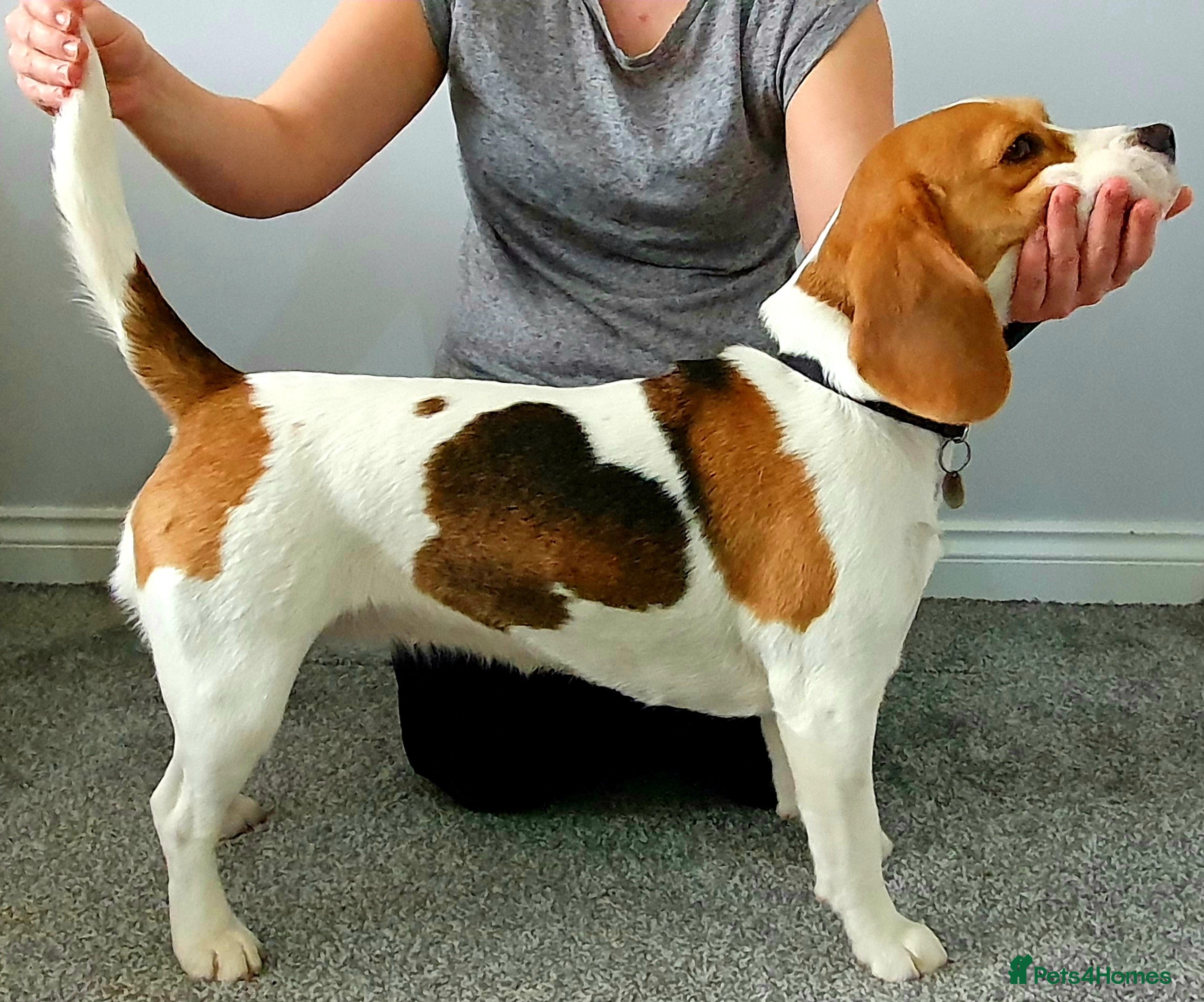 Kennel Club 5th Generation Pedigree Beagle Puppies for sale in Nuneaton ...