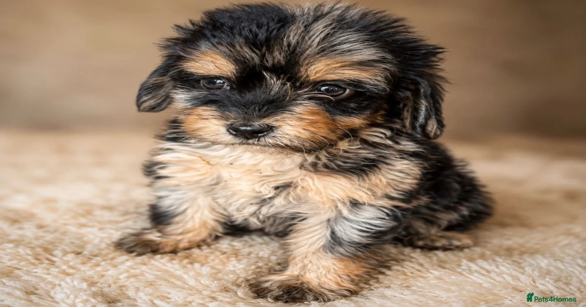 Cockapoo Puppies for sale | Pets4Homes