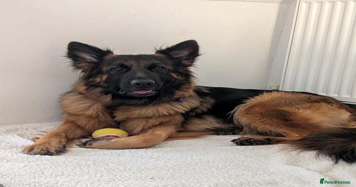 German shepherd Mixed Breed Puppies for sale | Pets4Homes