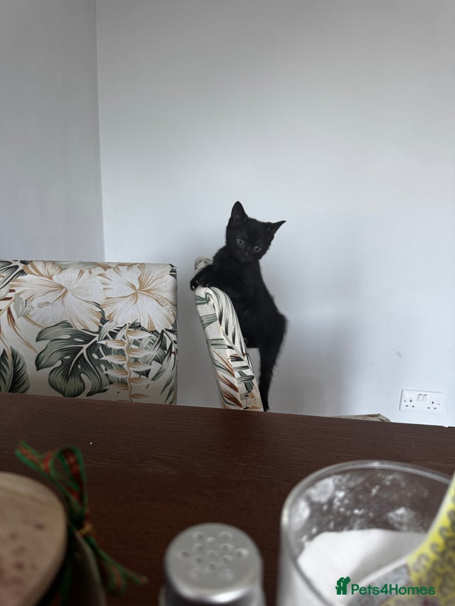 Bombay Cat for sale in Lincoln | Pets4Homes