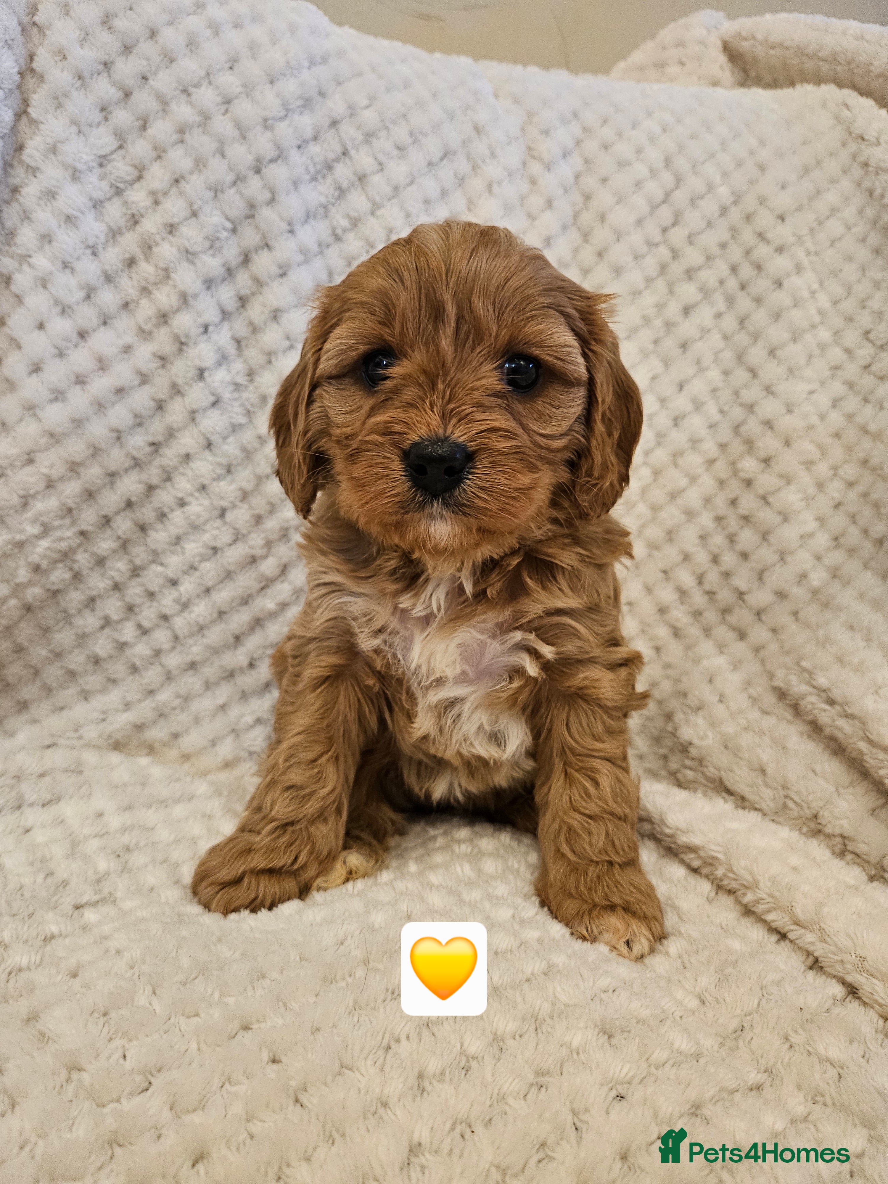 Vet checked Cavapoo puppies F1 generation for sale for sale in Fareham ...