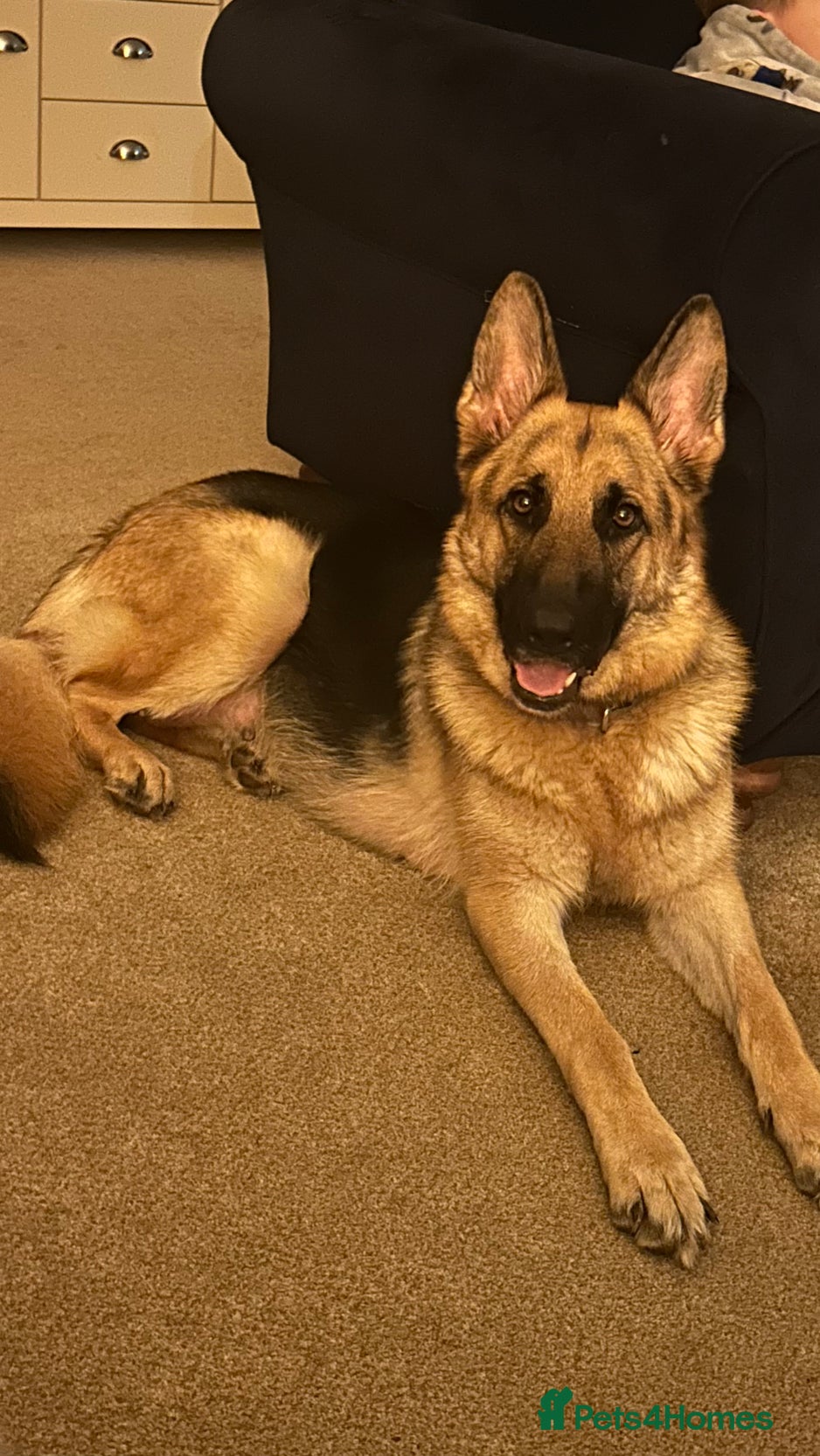 Short hair German Shepherd puppies for sale | Pets4Homes