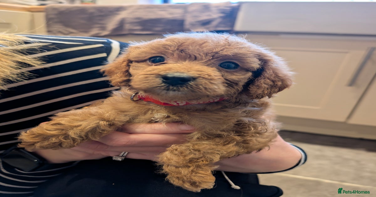 Beautiful toy Cavapoo F1B puppies for sale in Mansfield | Pets4Homes