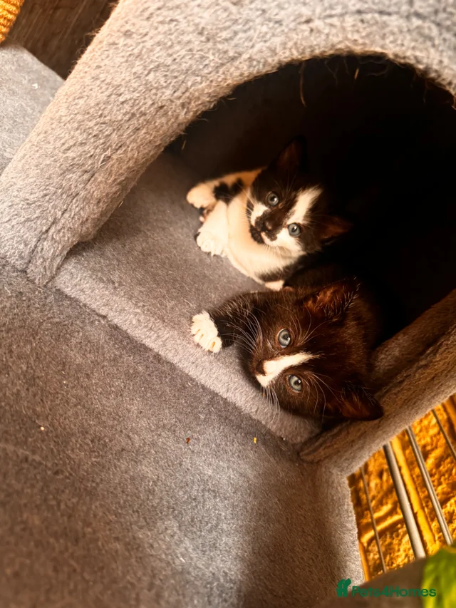 Beautiful kittens(girl and boy) for sale in Guildford | Pets4Homes
