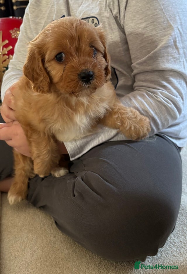 F1 CAVAPOO PUPPIES 🐶 for sale in Iver | Pets4Homes