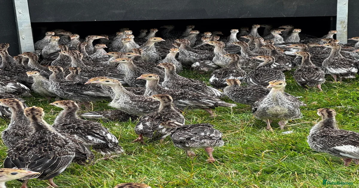Bronze Turkey Poults for sale in Romsey | Pets4Homes