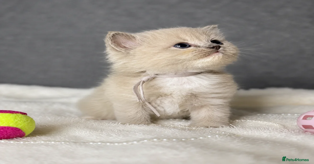 Beautiful Blue point and mink ragdolls for sale in Horley | Pets4Homes