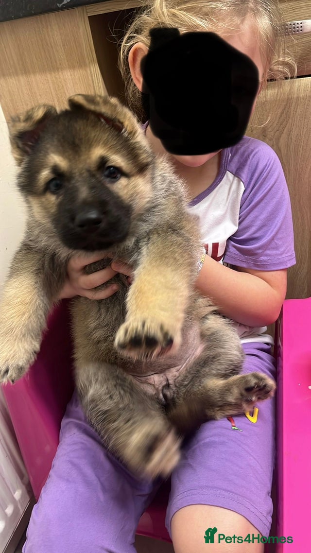 German shepherd puppy for sale in Wolverhampton | Pets4Homes