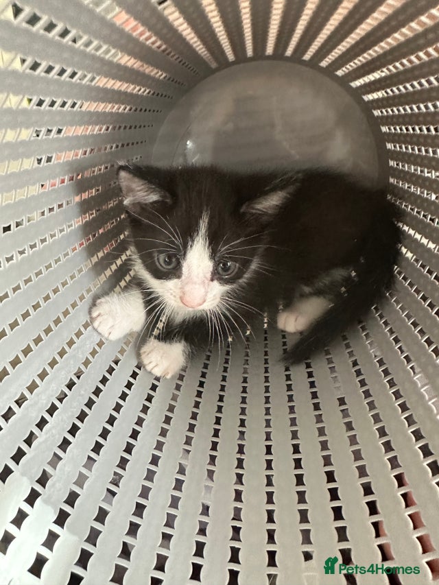 Male kitten - black and white for sale in Barry | Pets4Homes