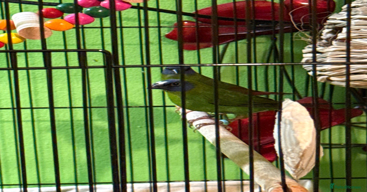 Blue headed parrot finches for sale in Feltham | Pets4Homes
