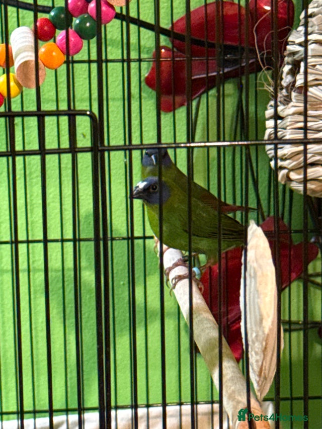 Blue headed parrot finches for sale in Feltham | Pets4Homes