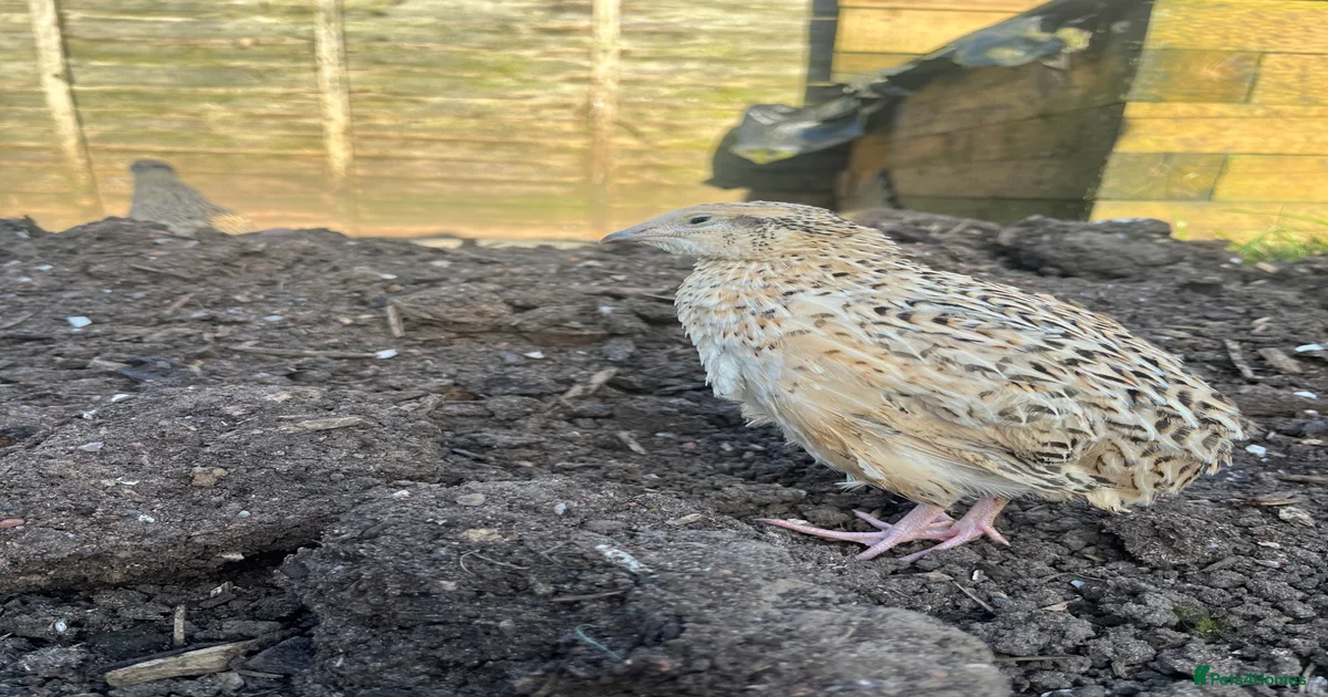 Coturnix quail Quail Poultry for sale | Pets4Homes