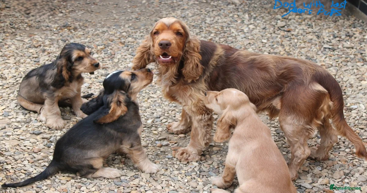 Pet 2025 Cocker Spaniel Puppies for sale | Pets4Homes