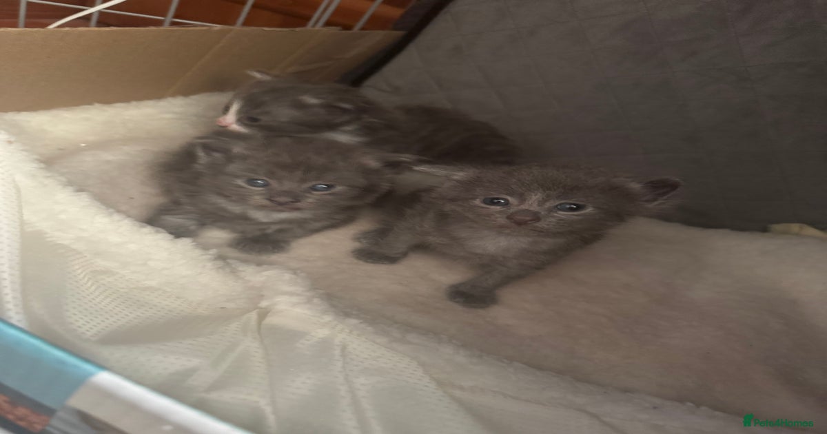 British blue short hair cross kittens for sale in Colchester | Pets4Homes