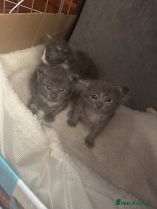 British blue short hair cross kittens for sale in Colchester | Pets4Homes