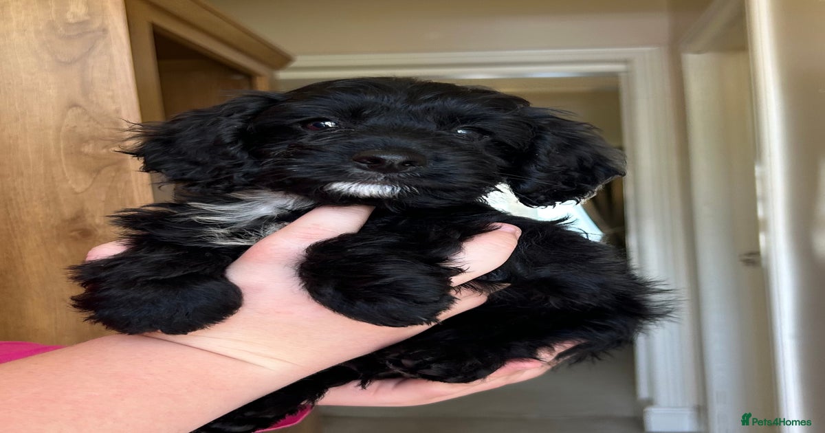 F1b male cockapoo for sale in Bishop Auckland | Pets4Homes