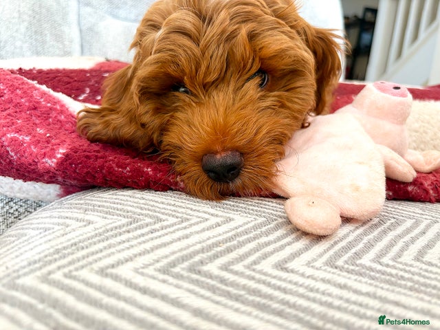 Stunning fox red cavapoo boy last left🩷 for sale in Eastleigh | Pets4Homes