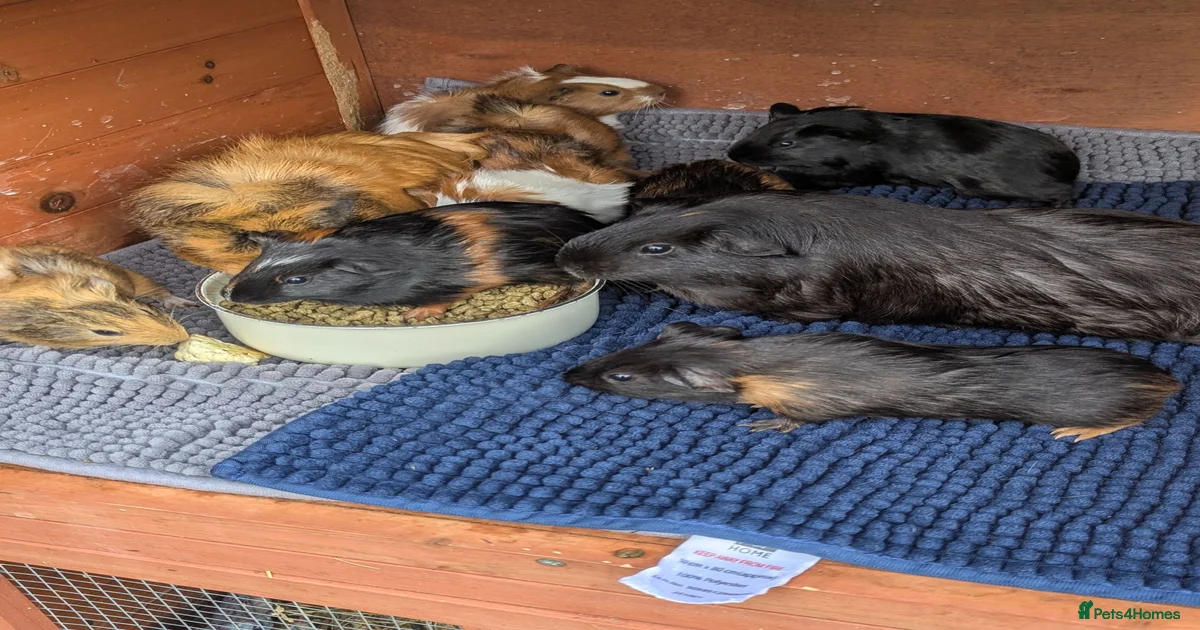 Guinea Pig Rodents for sale in Spalding, Lincolnshire | Pets4Homes