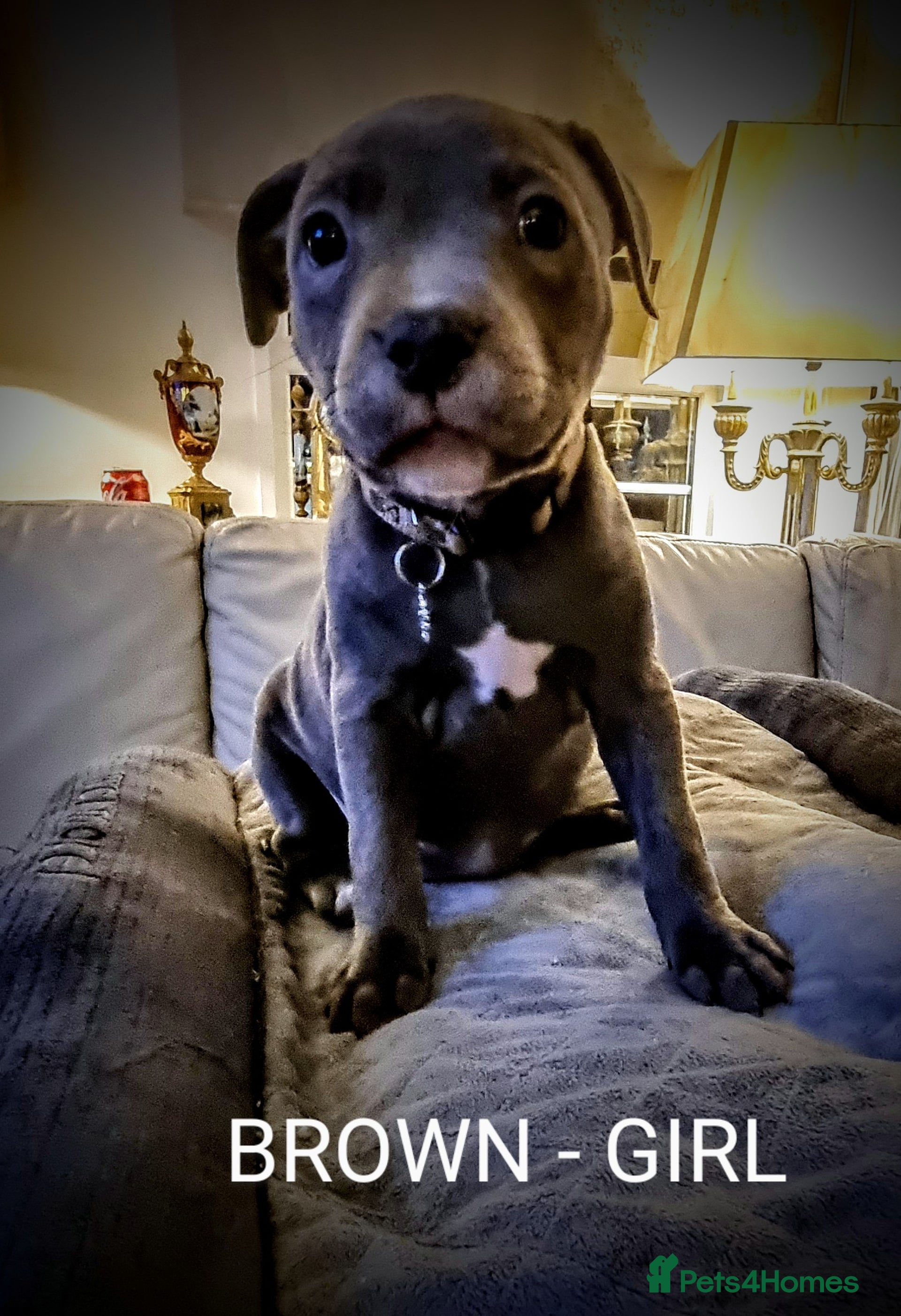 Staffordshire Bull Terrier breeders | Pets4Homes
