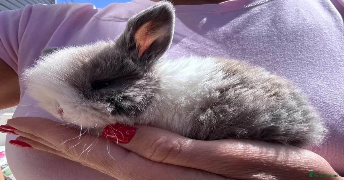 Stunning Mini Lop Baby Bunnies 🐰🐰 for sale in Tunbridge Wells | Pets4Homes