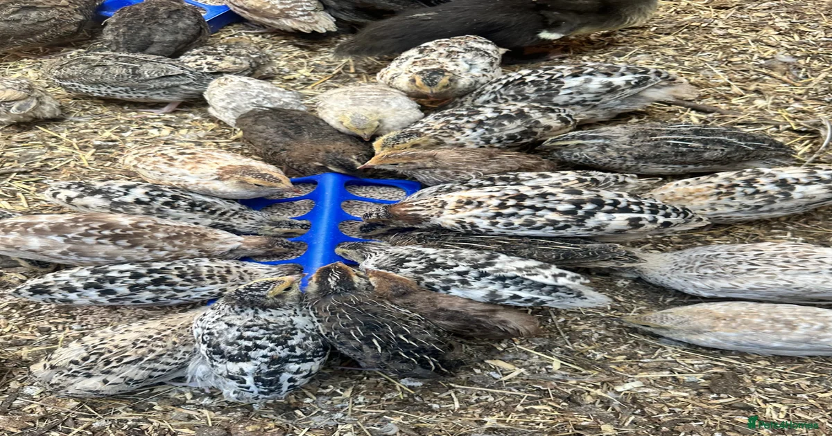 Coturnix quail Quail Poultry for sale | Pets4Homes