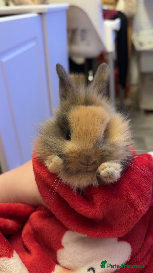 Beautiful Male lionhead rabbit for sale in Cannock | Pets4Homes