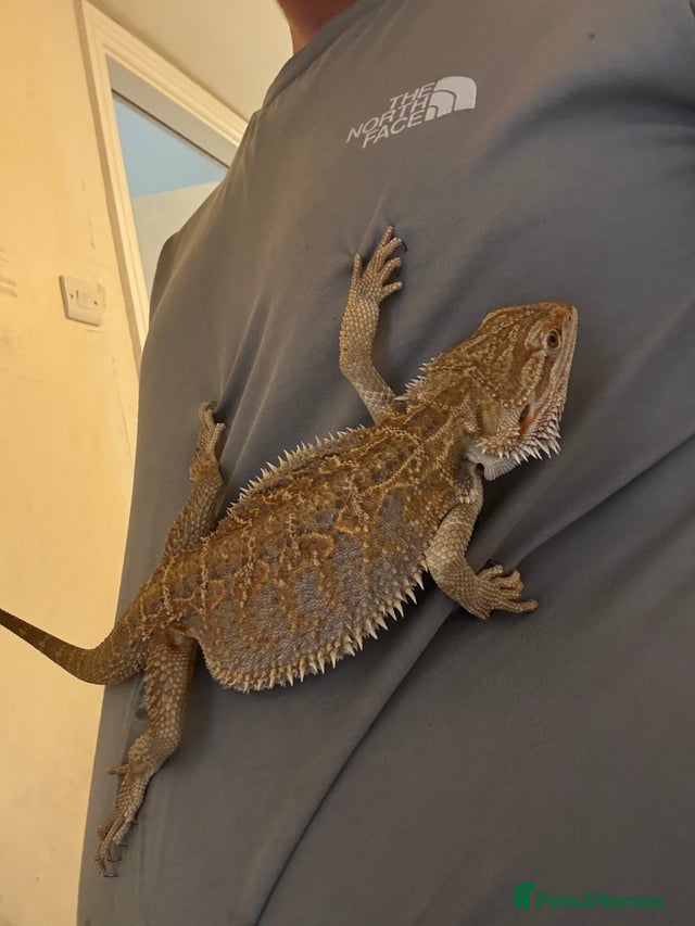 Bead dragon for sell for sale in Bridlington | Pets4Homes