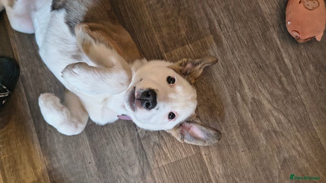 Nelly.. husky x German shepherd 6 months old for sale in Derby | Pets4Homes