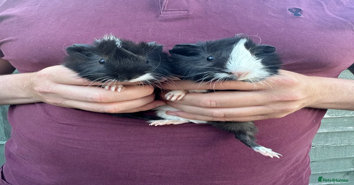 Baby pigs for sale Pets & Animals for sale | Pets4Homes
