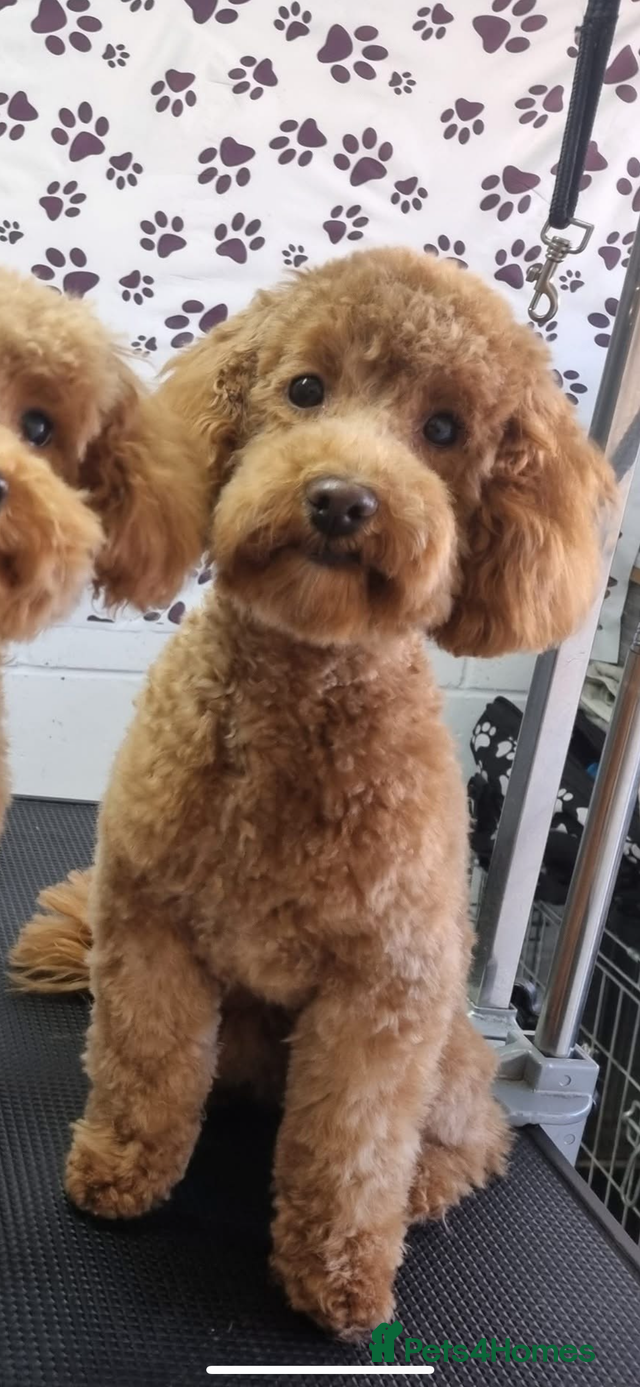 Toy cockapoo for stud!! for stud in Durham | Pets4Homes