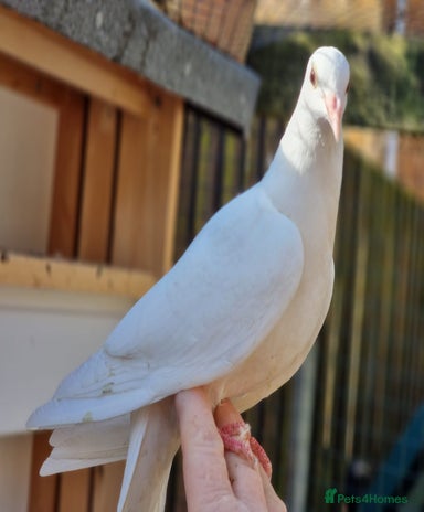 White doves Doves birds for sale | Pets4Homes