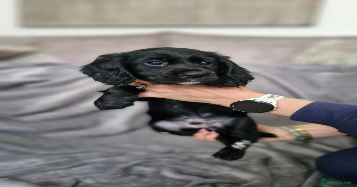 Cocker Spaniel Puppies for sale in Lancashire | Pets4Homes